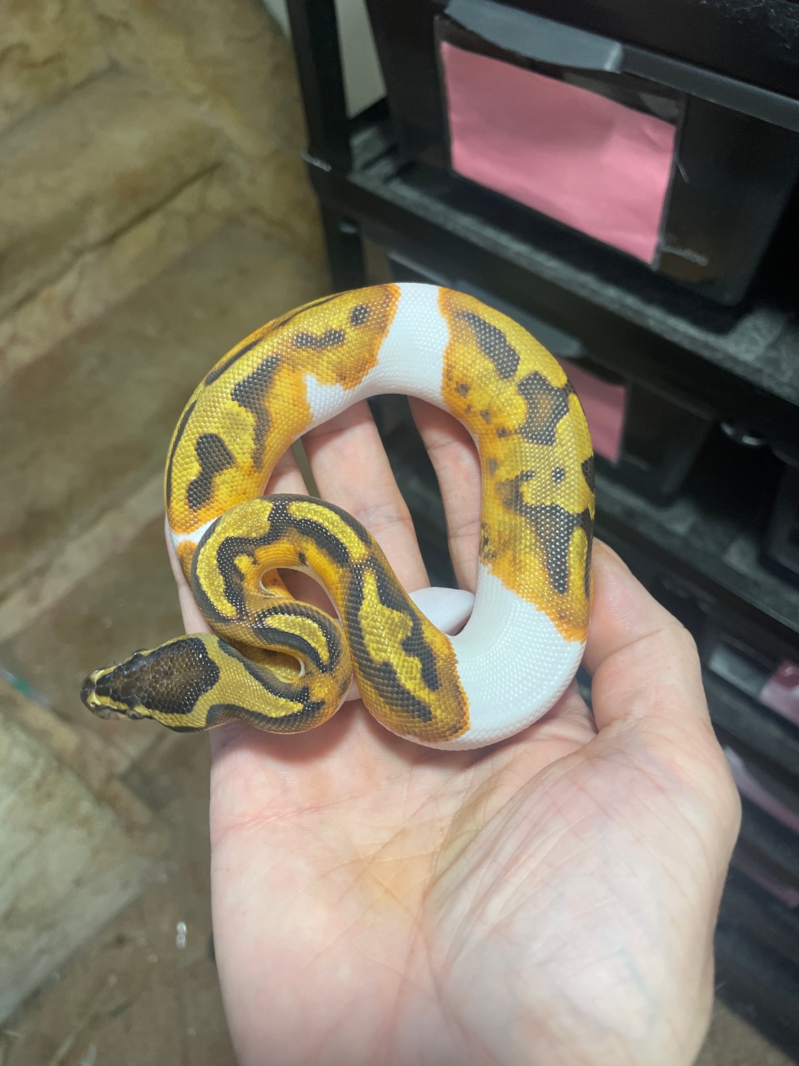 Enchi Pied OD/fire Ball Python by Diesel Pythons - MorphMarket
