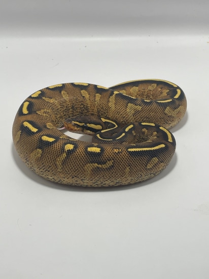 Enchi Super Gravel Ball Python by Diesel Pythons
