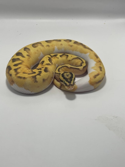 Leopard Enchi Firefly Pied Ball Python by Diesel Pythons