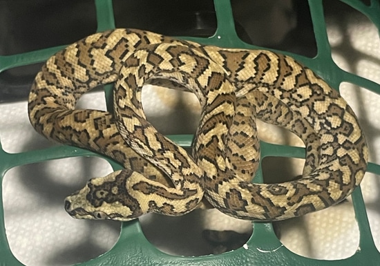 Caramel Diamond Jungle Jaguar Other Carpet Python by Diesel Pythons