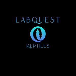 LabQuest Reptiles - MorphMarket