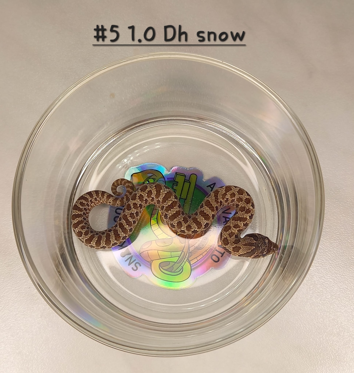 Dh Snow (Axanthic + Albino) Western Hognose by Allevamento Snake Room ...