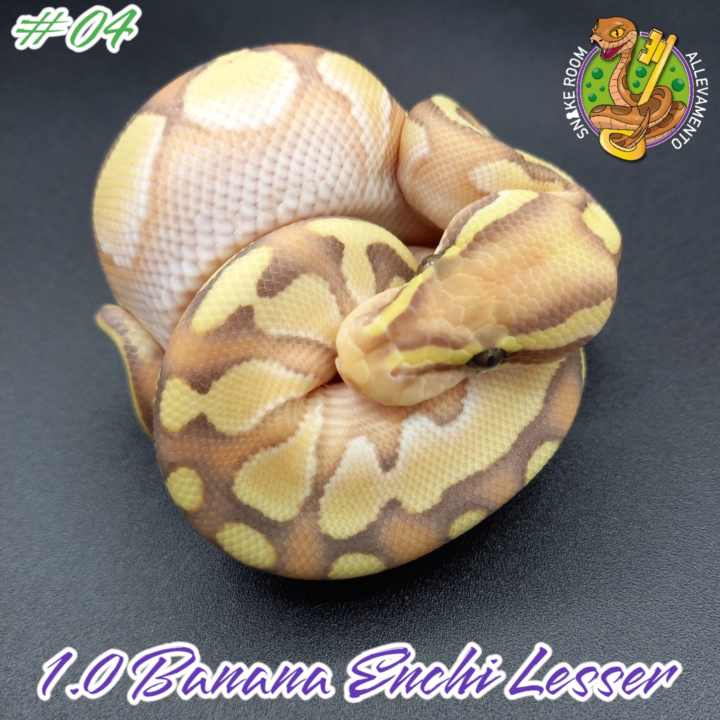 Banana Enchi Lesser #04 Ball Python by Allevamento Snake Room - MorphMarket