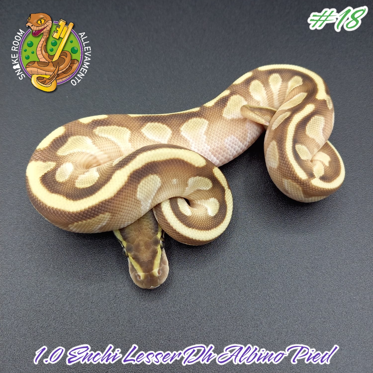Enchi Lesser Het Albino Pied #18 Ball Python by Allevamento Snake Room ...