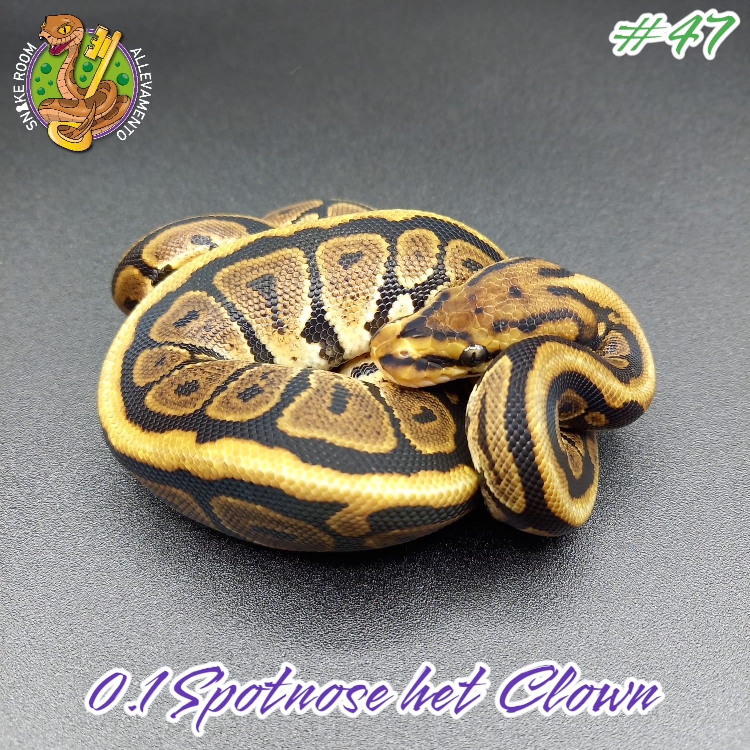 Spotnose Het Clown #47 Ball Python by Allevamento Snake Room - MorphMarket