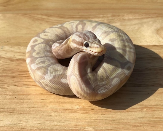 Banana Fire Pastel 50% Het G-Stripe Ball Python by La Republica de ...