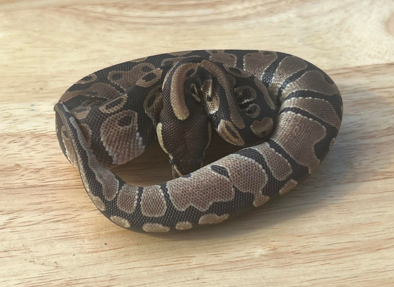 Normal 50% Het G-Stripe Ball Python by La Republica de Culebras LLC ...