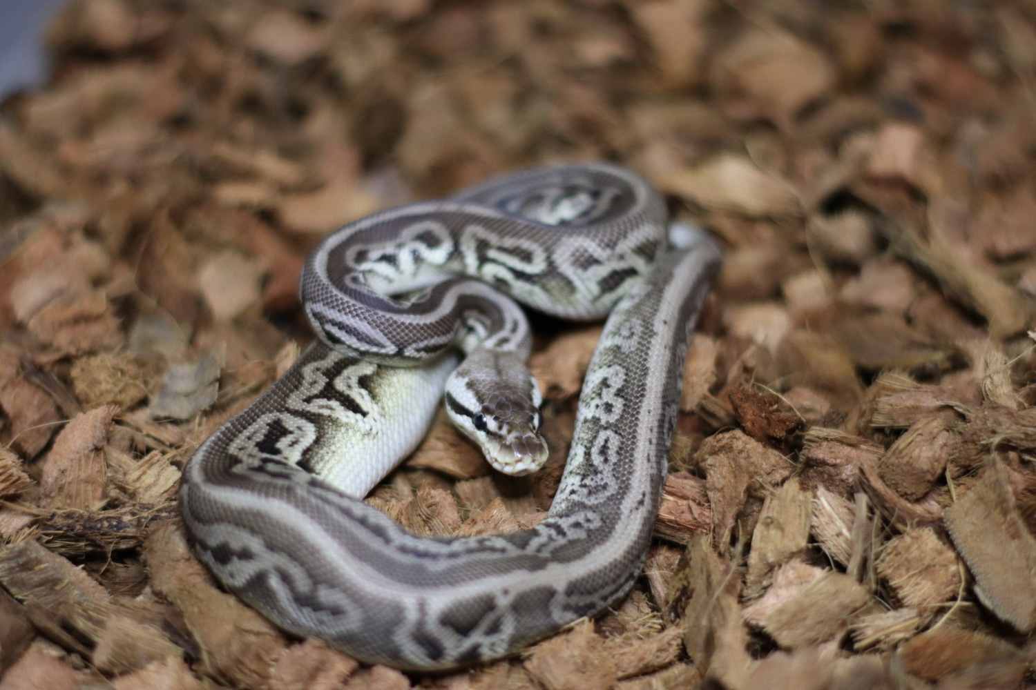 Black Pewter Leopard Het Clown Ball Python by Aztec Morphs - MorphMarket