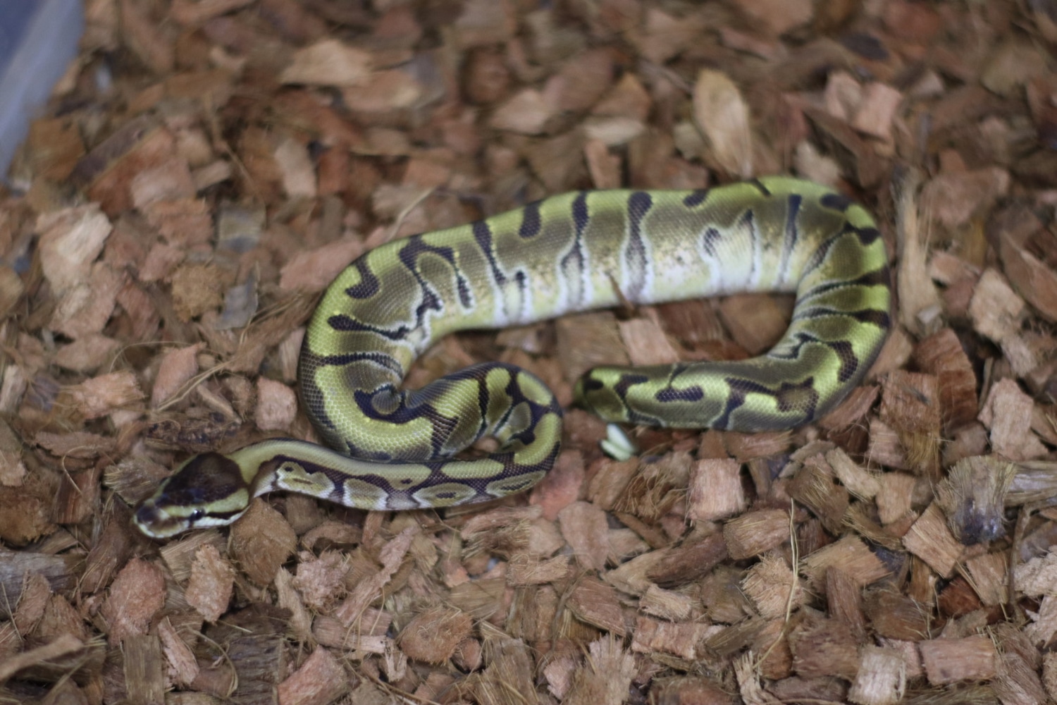 HGW Enchi Het Axanthic VPI Ball Python by Aztec Morphs - MorphMarket