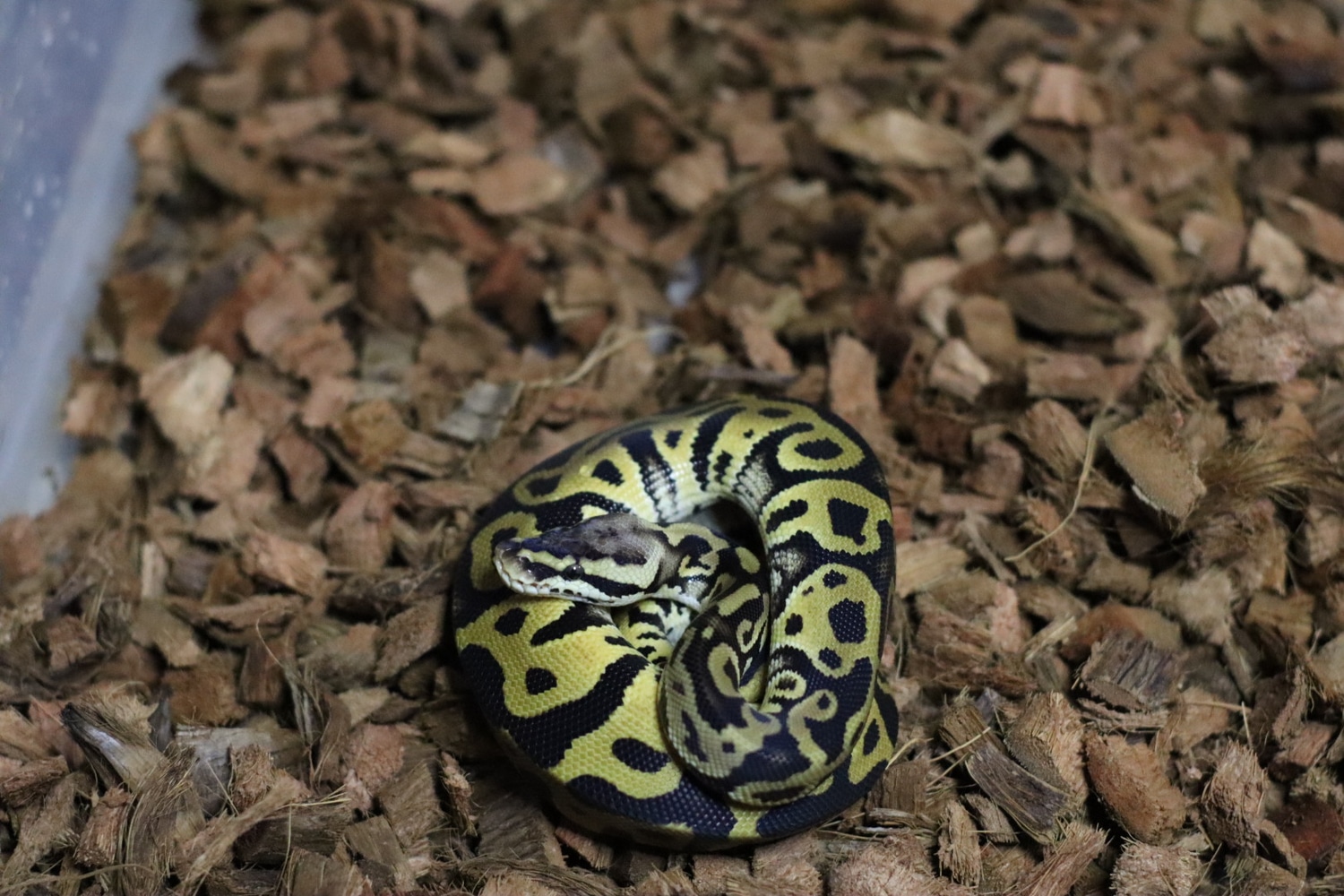 Pastel Leopard Het Clown Ball Python by Aztec Morphs - MorphMarket