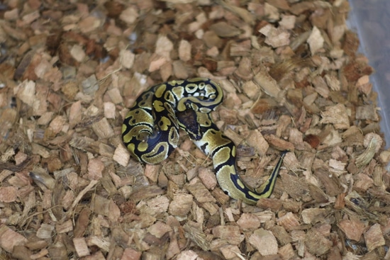 Normal Het Clown Ball Python by Aztec Morphs