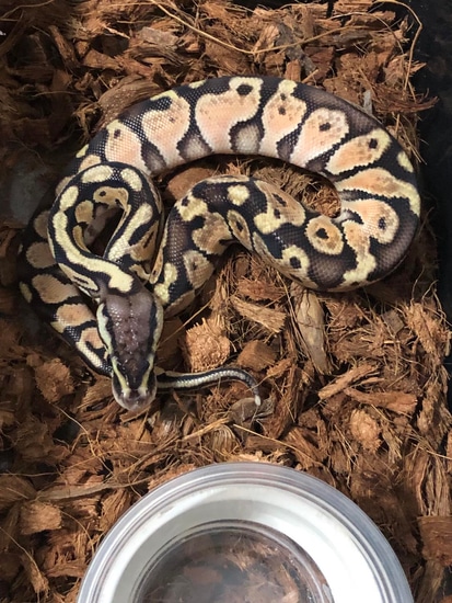 Pastel Het Axanthic VPI Ball Python by Aztec Morphs