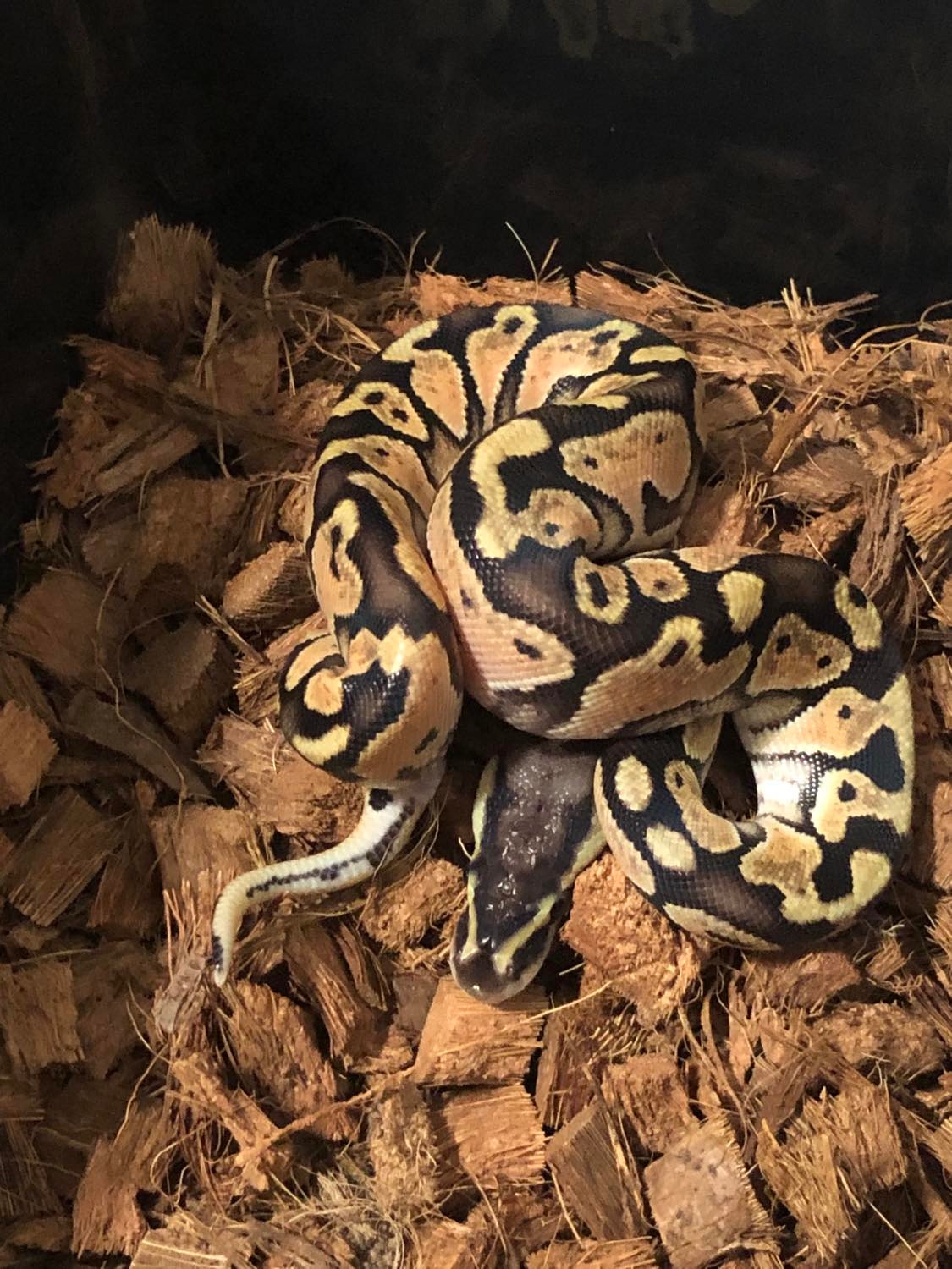 Pastel Pos Enchi Het Axanthic VPI Ball Python by Aztec Morphs - MorphMarket