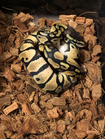 Pastel Het Axanthic VPI Ball Python by Aztec Morphs