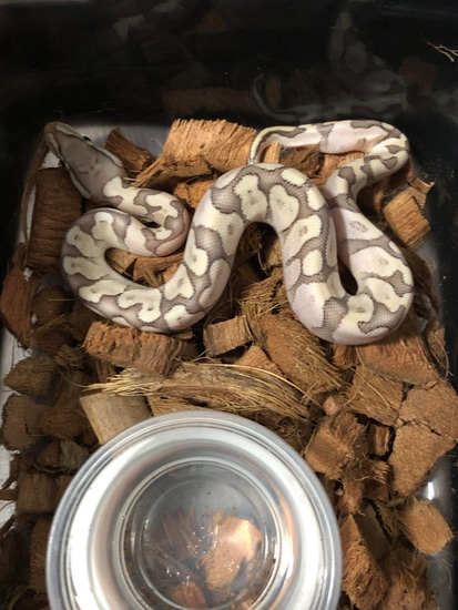 Bamboo Enchi Het Axanthic VPI Ball Python by Aztec Morphs