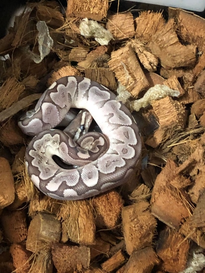 Bamboo Het Axanthic VPI Ball Python by Aztec Morphs