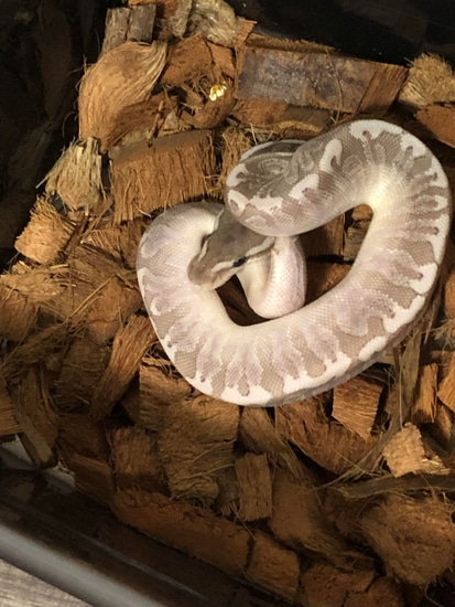 Bamboo HGW Het Axanthic VPI Pos Pastel Ball Python by Aztec Morphs