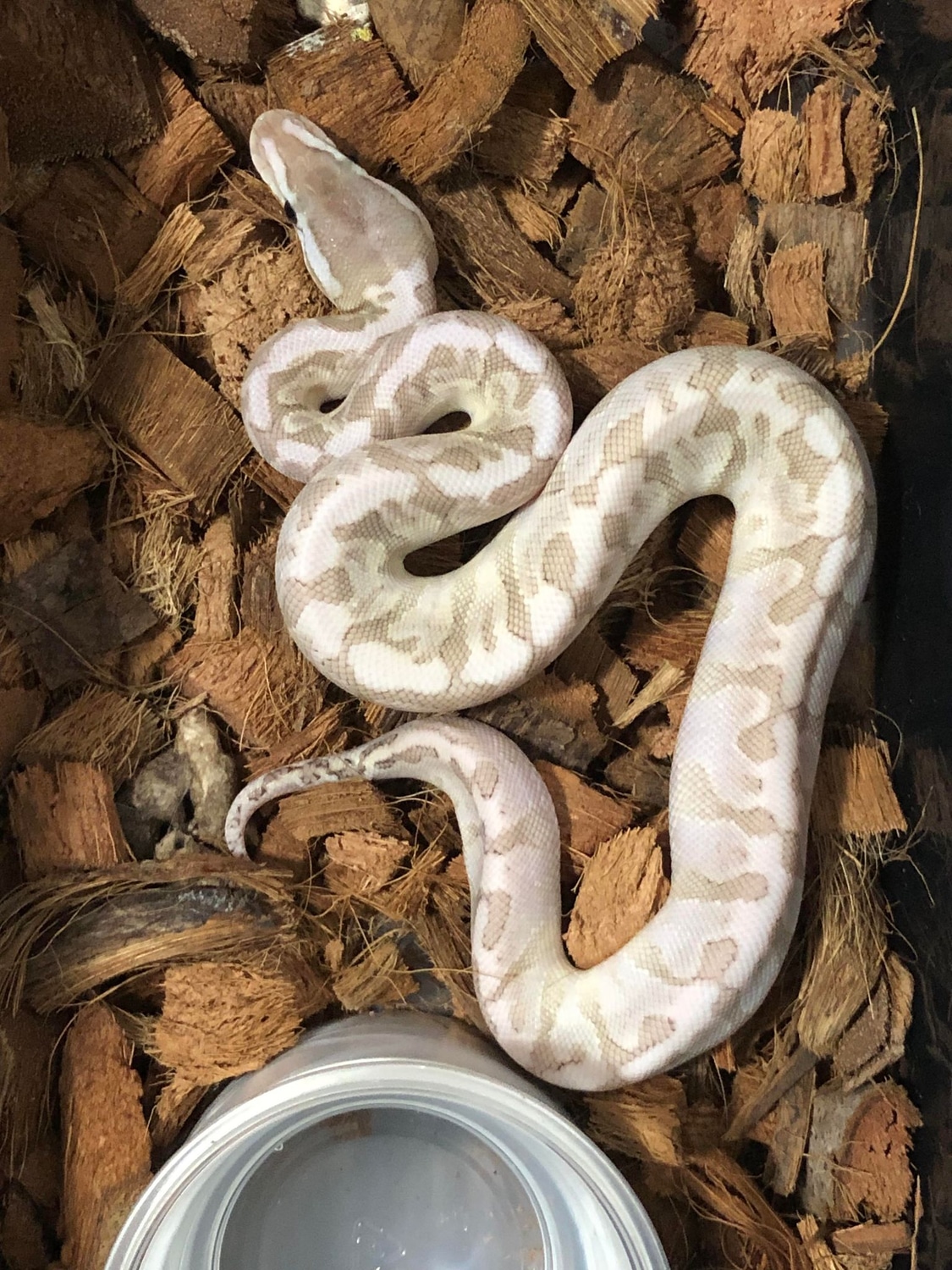 Bamboo Pastel Enchi HGW Het Axanthic VPI Ball Python by Aztec Morphs ...