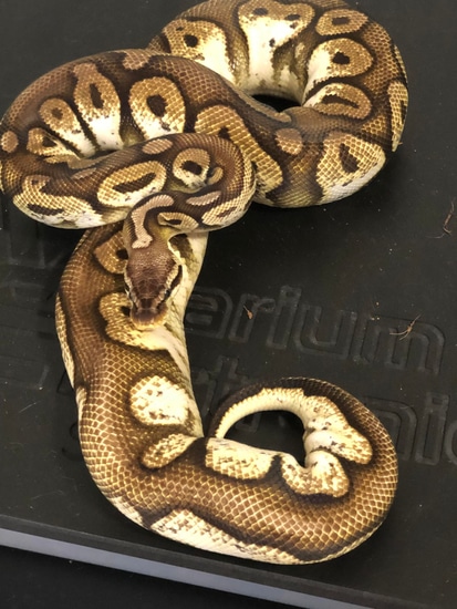 Sugar Pastel Het Red Axanthic Ball Python by Aztec Morphs