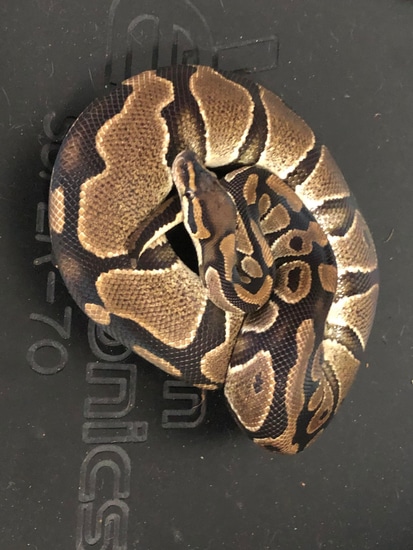 Female Het Pied (Het Clown Or Het Cryptic) Ball Python by Aztec Morphs