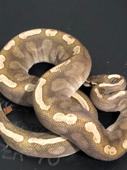 GHI Mojave Female Ball Python by Aztec Morphs