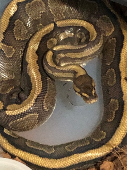 Redstripe Yellow Belly Female Ball Python by Aztec Morphs