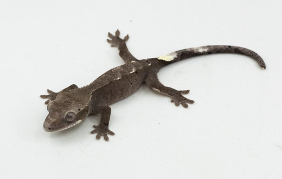 Visual Axanthic Baby Crested Gecko by Uphill Farm & Exotics