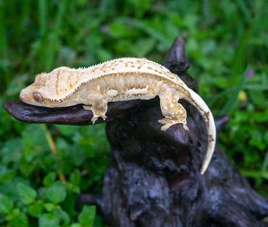 Pretty Yellow Female - RTB Crested Gecko by Uphill Farm & Exotics