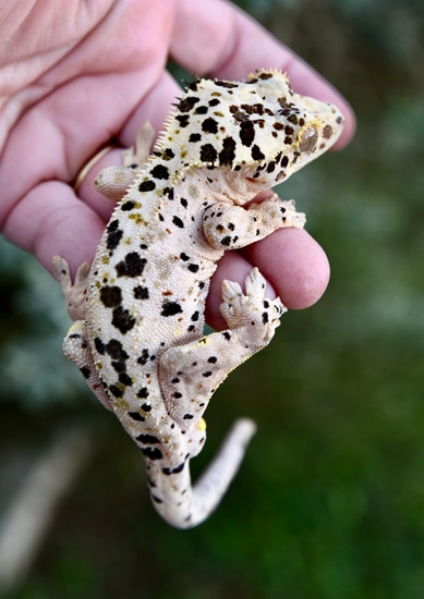 A Spot Of Every Color! Super Dal Male Crested Gecko by Uphill Farm ...
