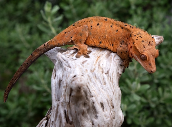 VIBRANT Orange Capp Dalmatian Proven Female Crested Gecko by Uphill ...