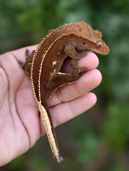 Super Empty Back Female Crested Gecko by Uphill Farm & Exotics