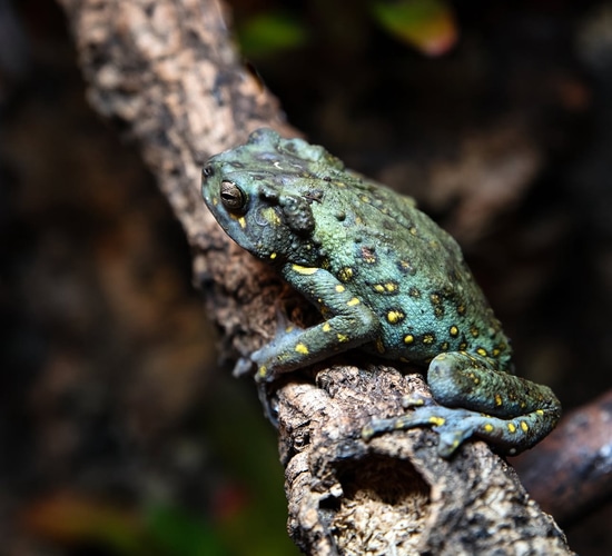 Yellow Spotted Climbing Toad by Uphill Farm & Exotics