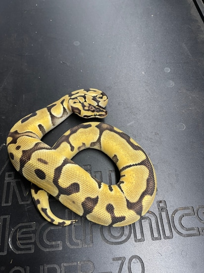 Super Orange Dream Leopard (Pos Super Leopard) Ball Python by L&R Reptiles