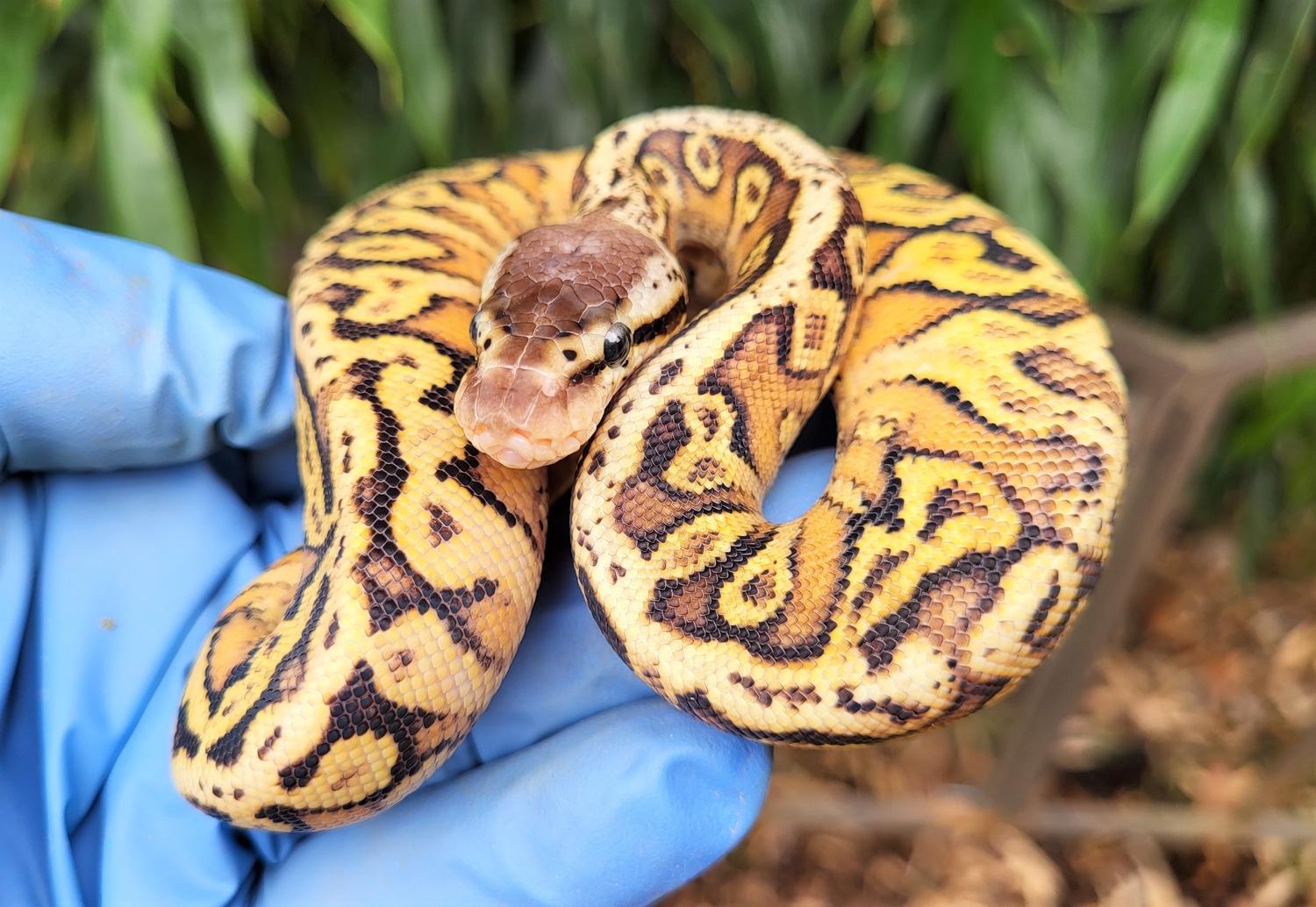 Pastel, Mojave, Orange Dream, Fire, Hidden Gene Woma, Yellow Belly ...