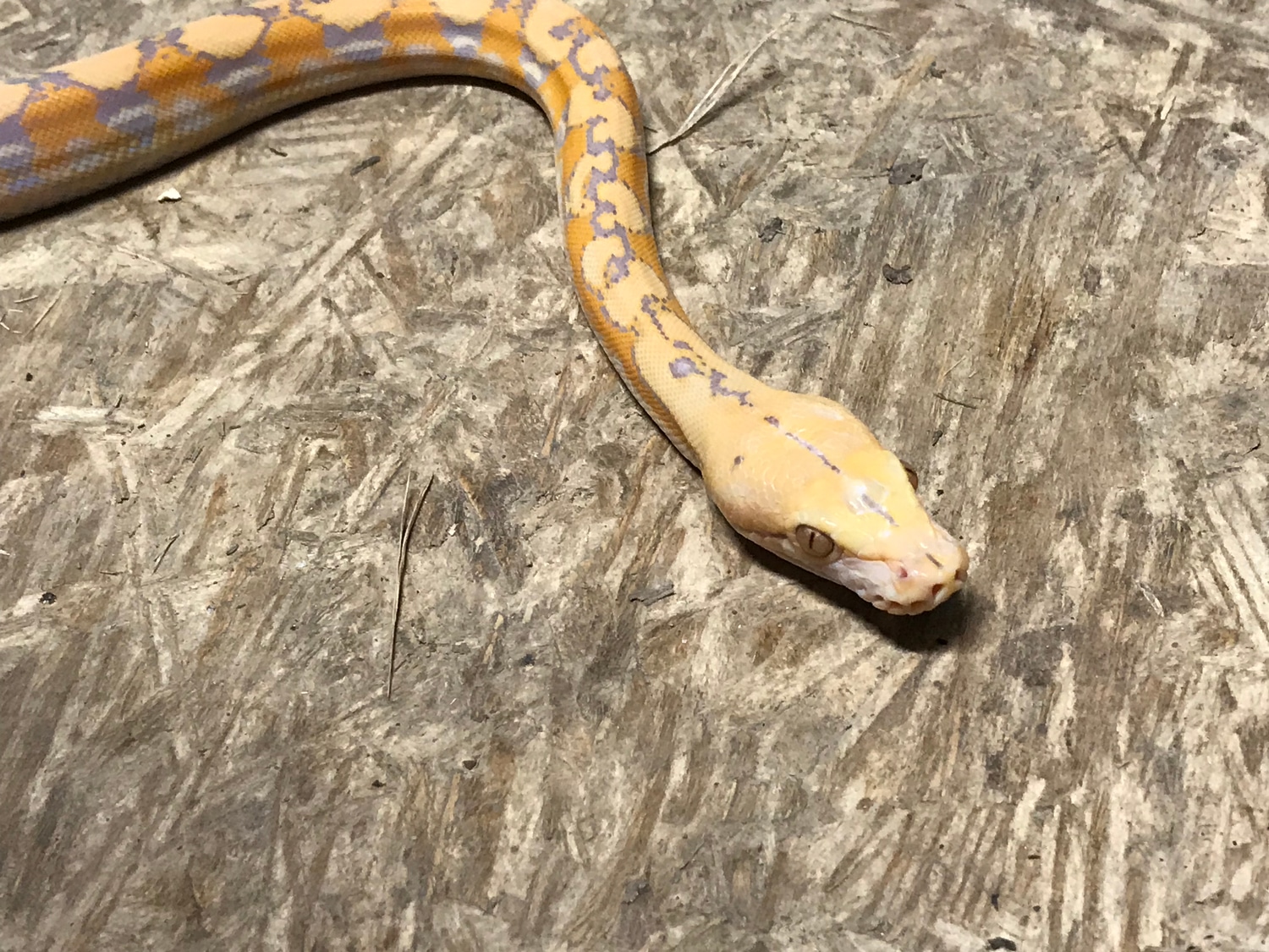 Purple Sunfire Reticulated Python by Monster Mash Herps - MorphMarket