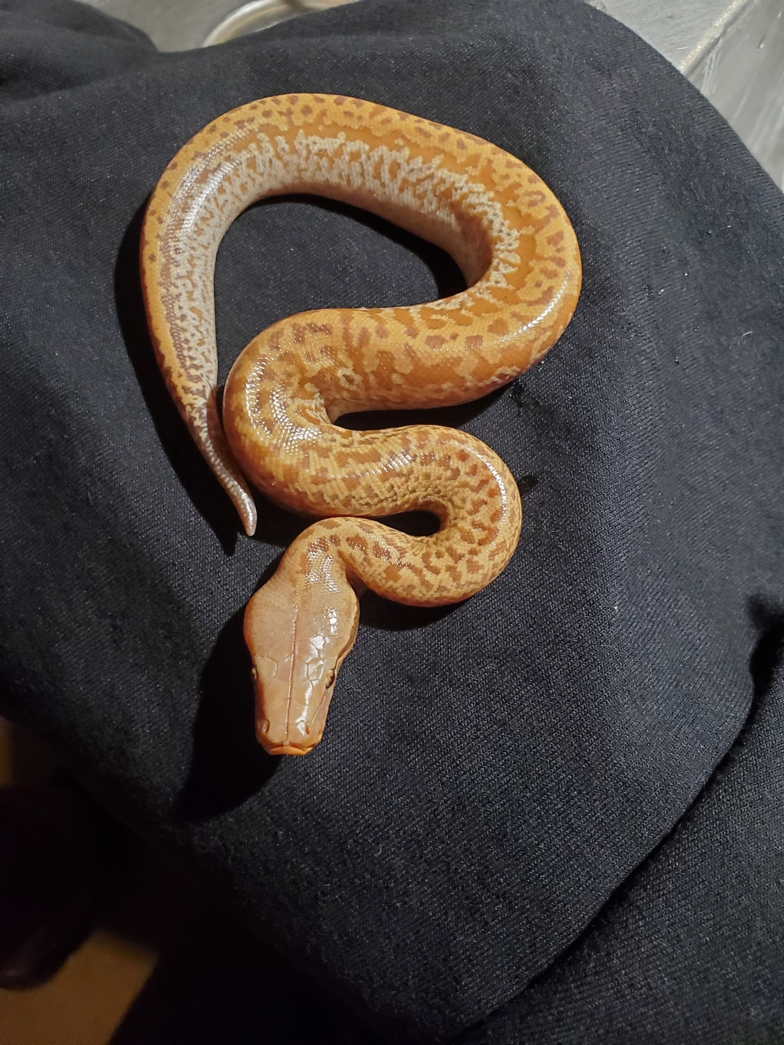 T + Albino Batik Blood Python by Moe's reps - MorphMarket