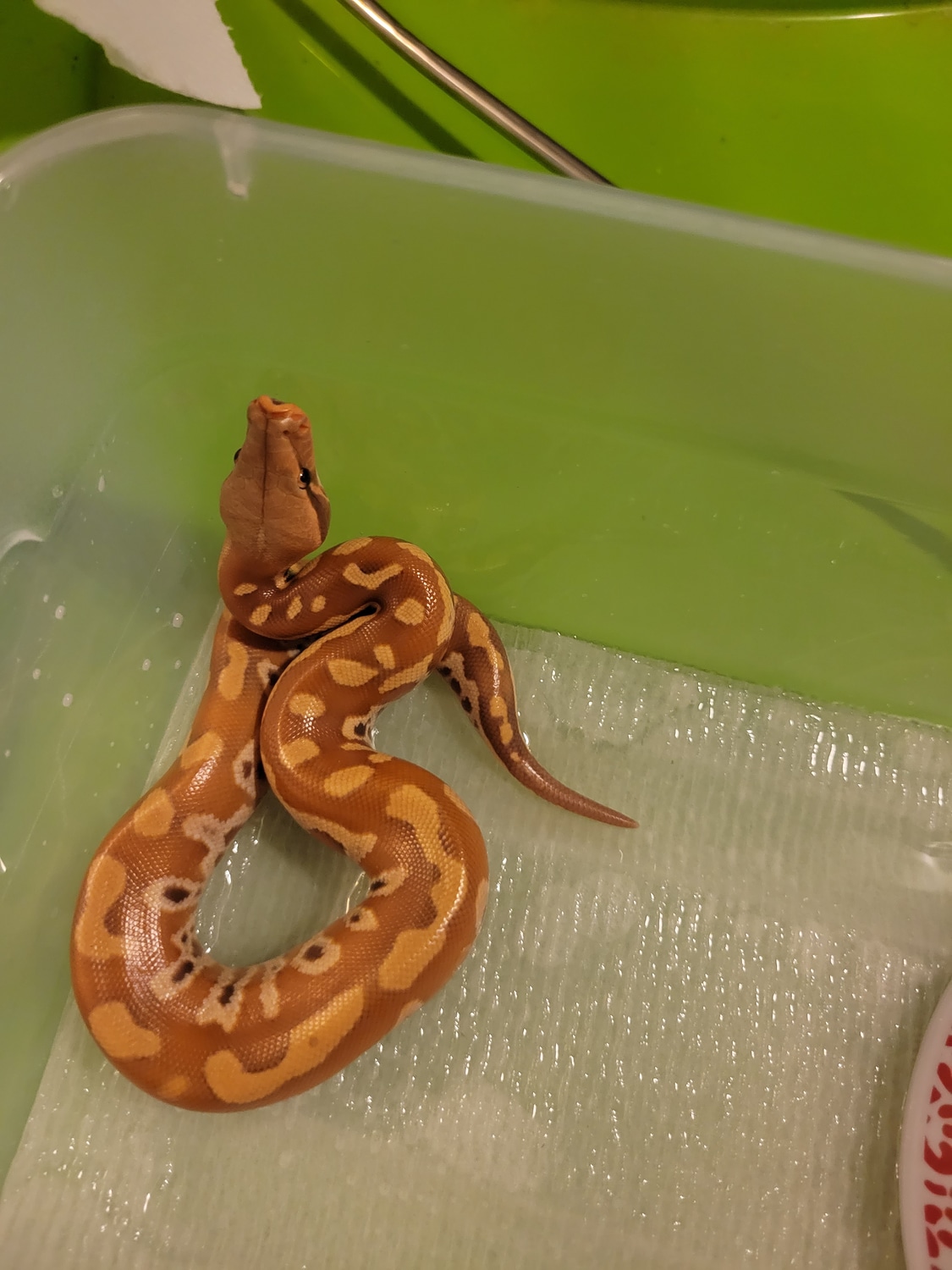 T+ Albino Blood Python by Moe's reps - MorphMarket