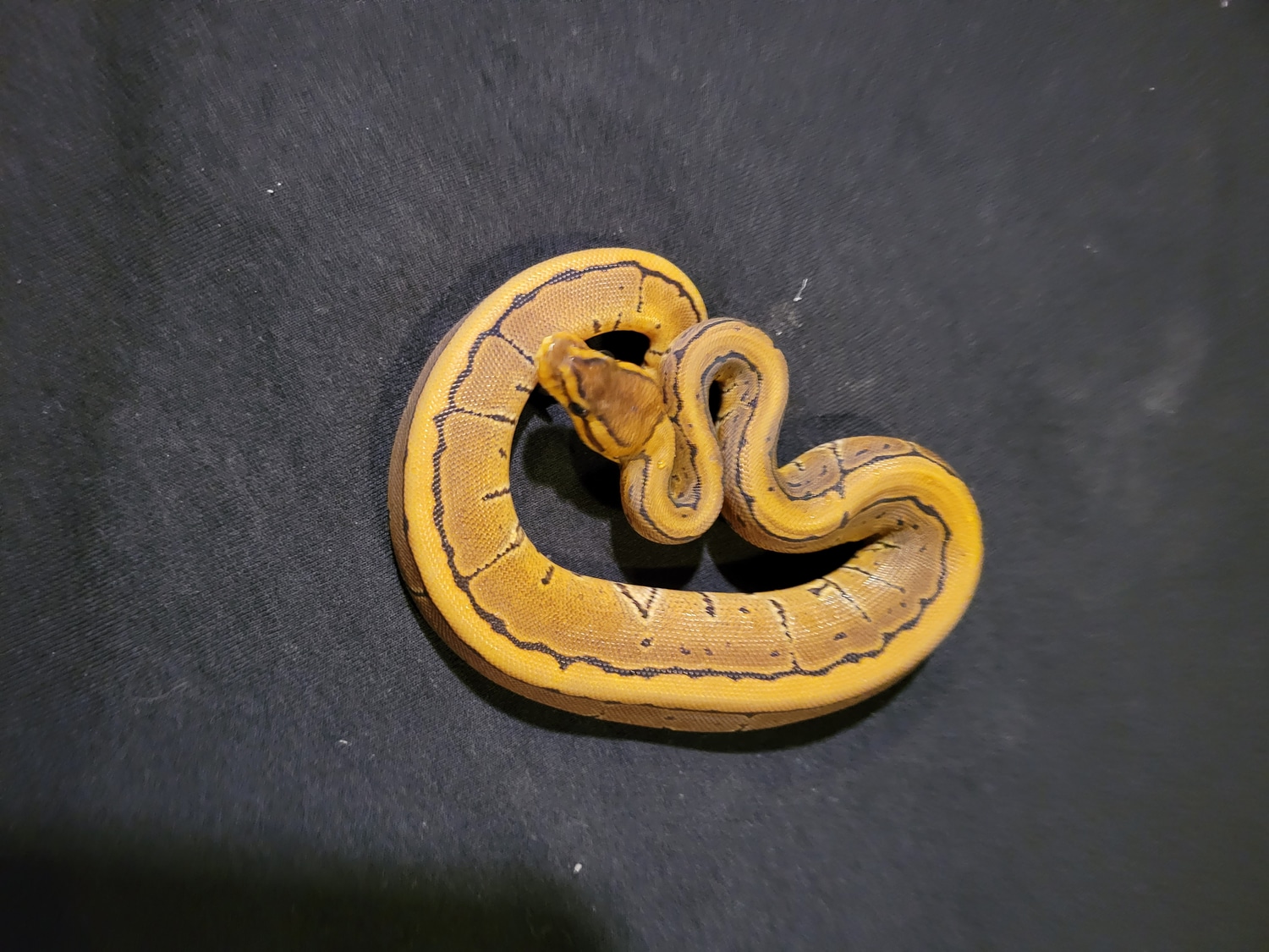 Pin Ball Python by Moe's reps - MorphMarket