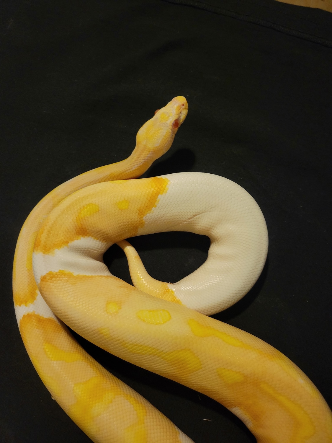 Albino Pied Ball Python by Moe's reps - MorphMarket