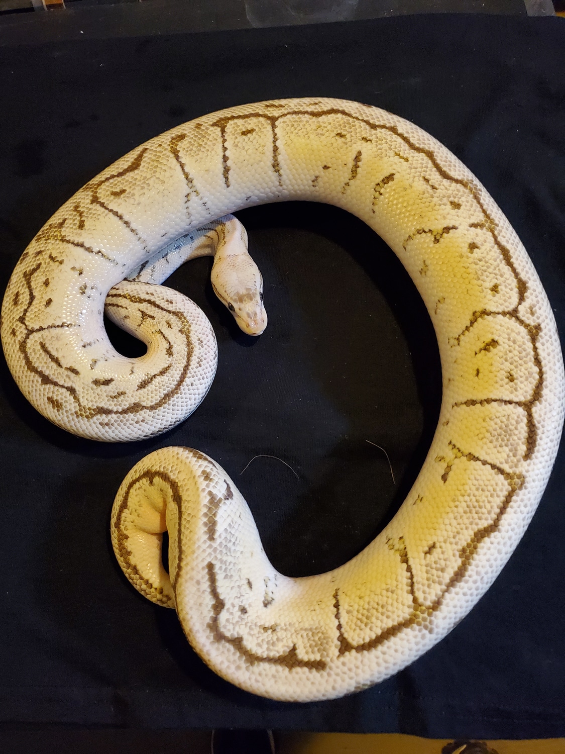 Male Dragonfly Ball Python by Moe's reps - MorphMarket