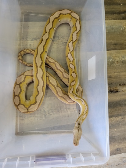 Female Orange Glow Motley Reticulated Python by Moe's reptiles