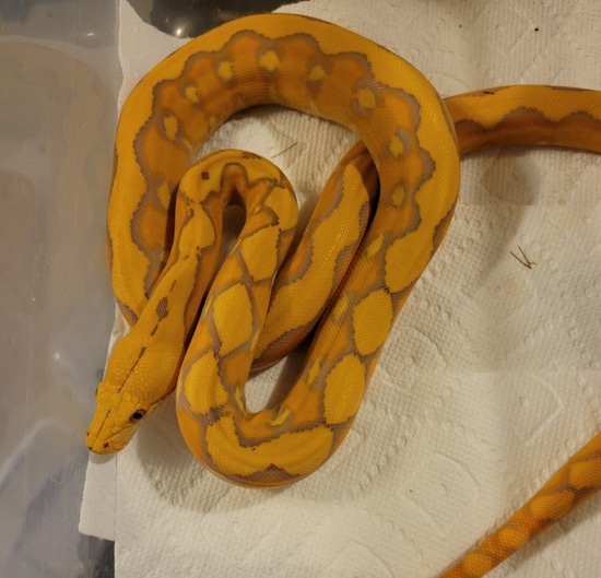 Purple Sunfire Reticulated Python by Moe's reptiles