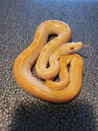 Male Albino Green/patternless Burmese Python by Moe's reptiles
