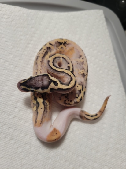Malejune2022 Ball Python by Moe's reps