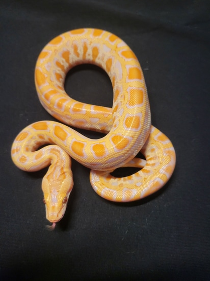 Albino Het Green/patternless Burmese Python by Moe's reptiles