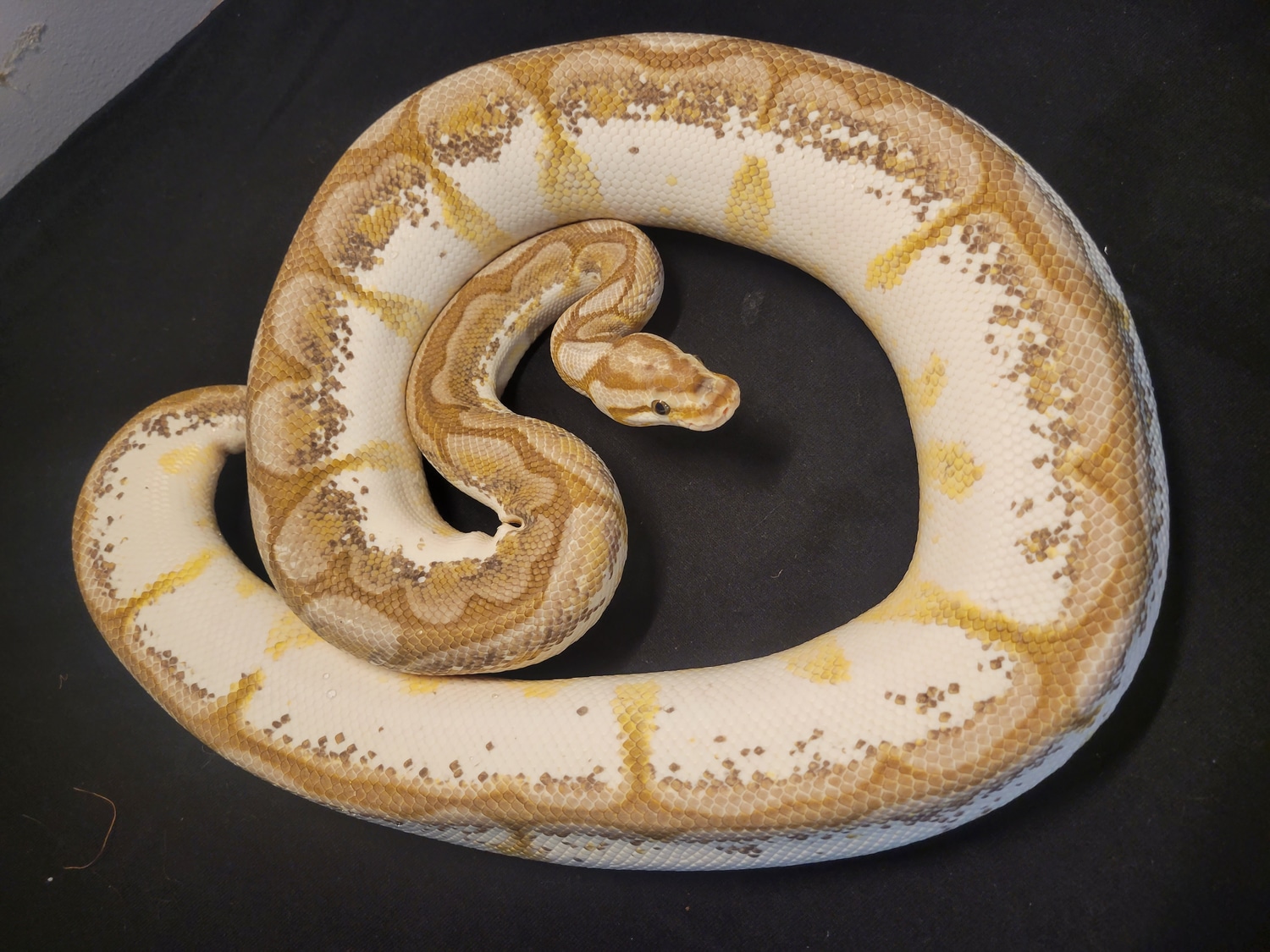 2018lesser Bee Calico Ball Python by Moe's reps - MorphMarket