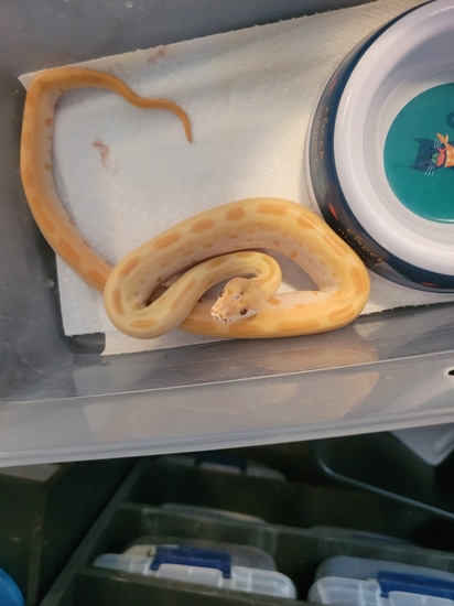 Female Albino Green/patternless Burmese Python by Moe's reptiles