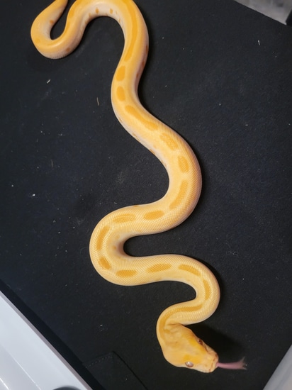 Albino Green/patternless Burmese Python by Moe's reptiles