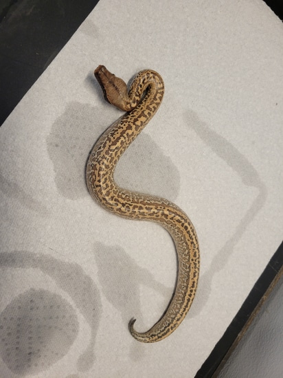 Batrix Het Tpos Blood Python by Moe's reptiles