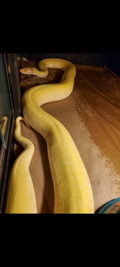 Pearl Granite Het Green/albino Burmese Python by Moe's reptiles